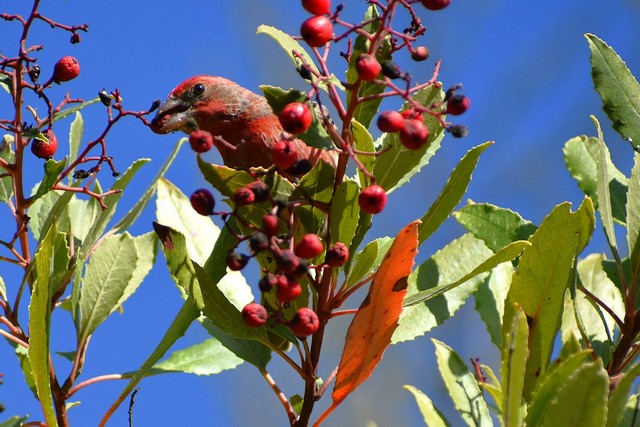 Webinar: Breeding Birds in Your Yard - Santa Barbara Audubon Society