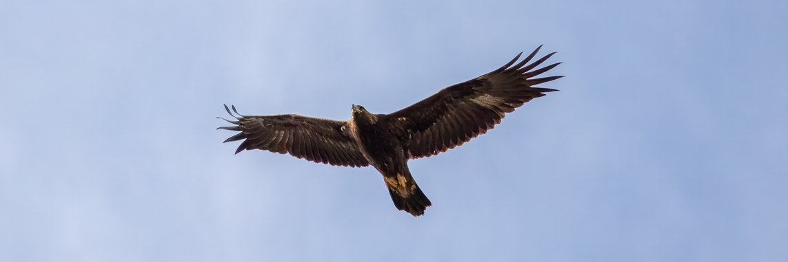 Strauss Wind Farm project - Update - Santa Barbara Audubon Society