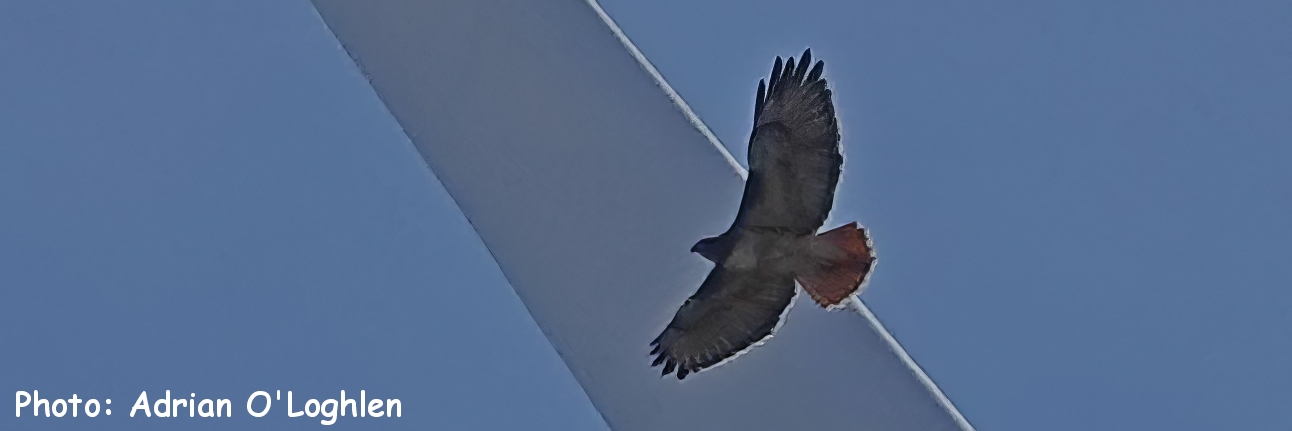 Strauss Update: Room for Improvement - Santa Barbara Audubon Society