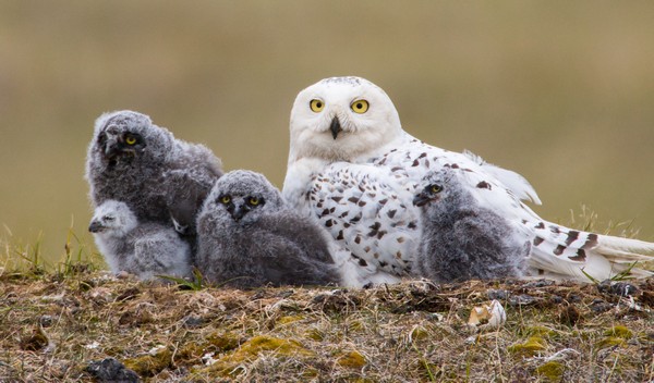 Program - Owl: A Year in the Lives of North American Owls - Santa ...