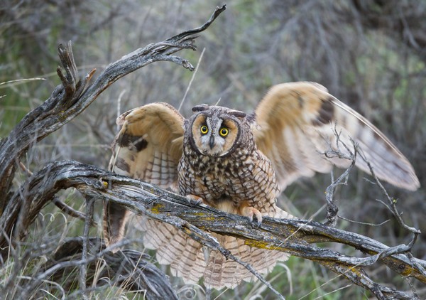 Program - Owl: A Year in the Lives of North American Owls - Santa ...